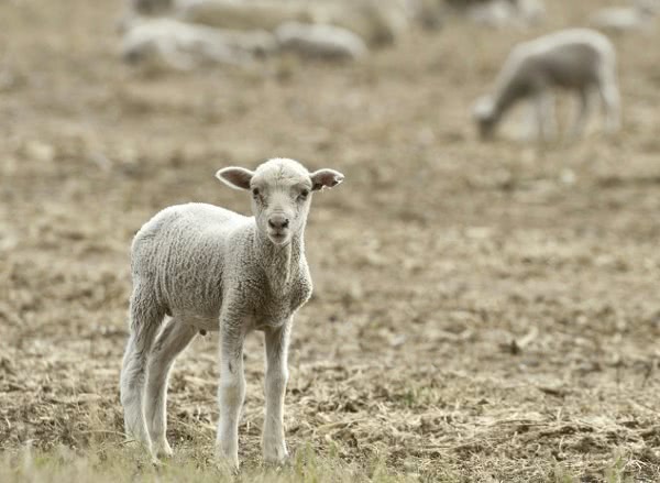 De vuelta al redil - Opus Dei